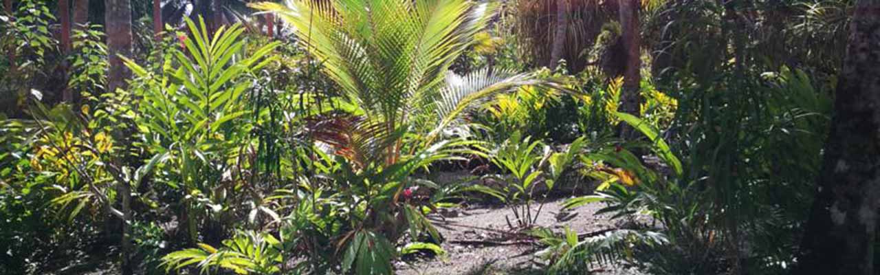 Tavanipupu Island Resort: Solomons Holiday Packages 2020