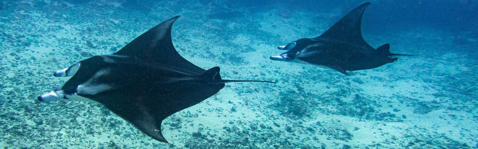 Manta Ray Bay Resort & Yap Divers - Micronesia Holidays 2026
