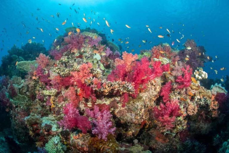 Tagimoucia N’ Other Terrific Things About Taveuni - Hideaway Blogs