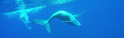 Magic Reef Beachfront Bungalows: Rarotonga Holiday Deals 2021