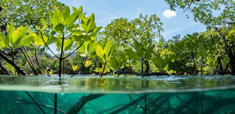 Protecting Paradise: Plantation Island Resort Honours World Mangrove Day