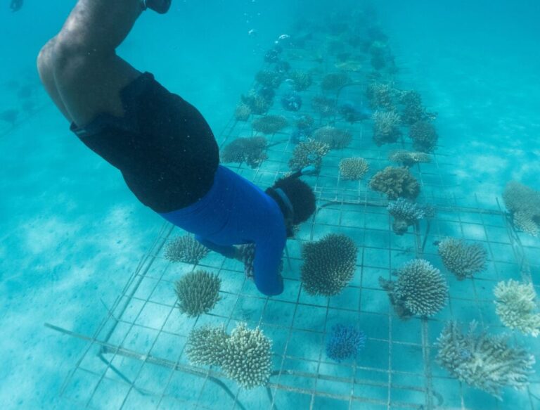 BULA Reef: A Monumental Message of Hope for Coral Reefs in Fiji